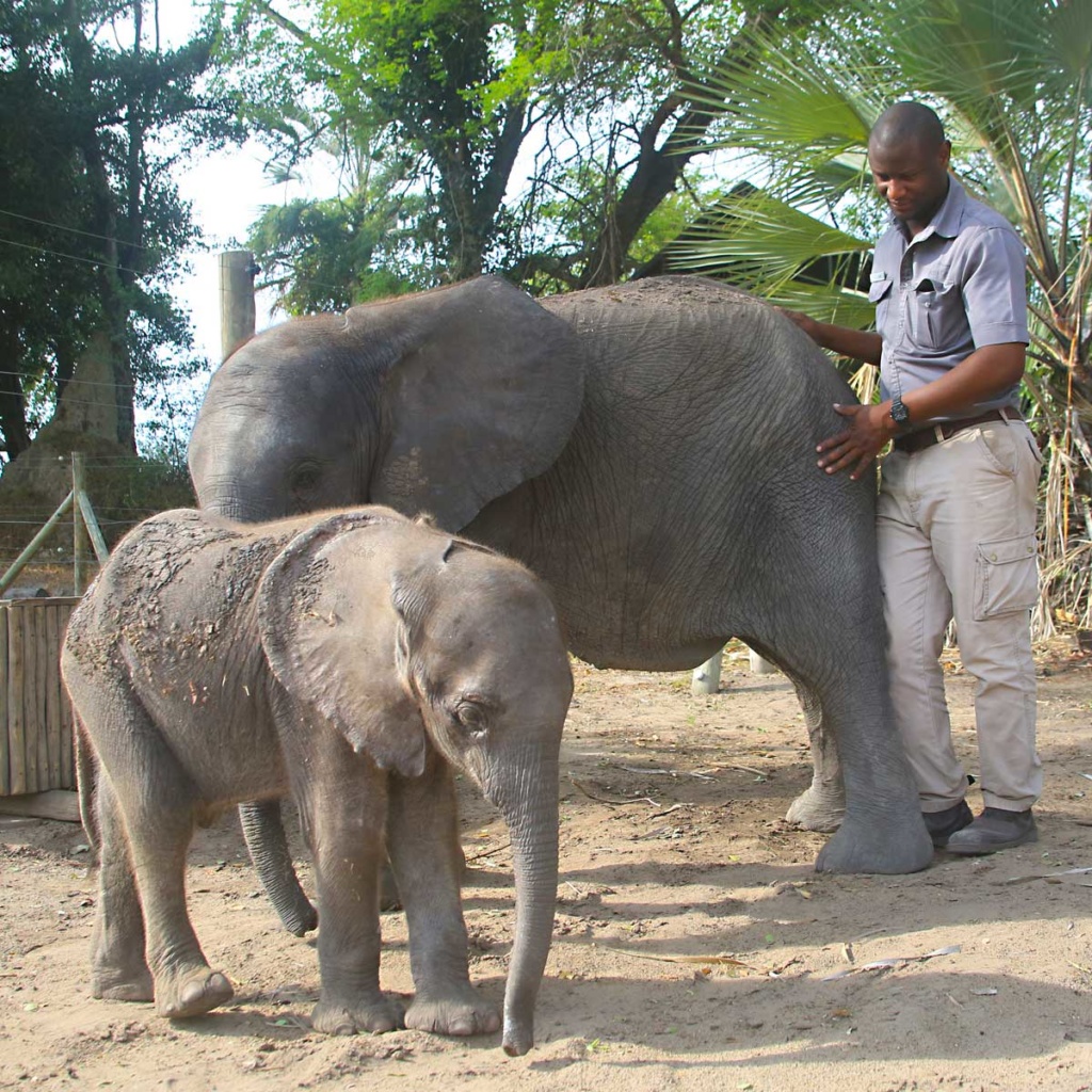 bee-with-elephants-1024×1024 – The Carefree Photographer