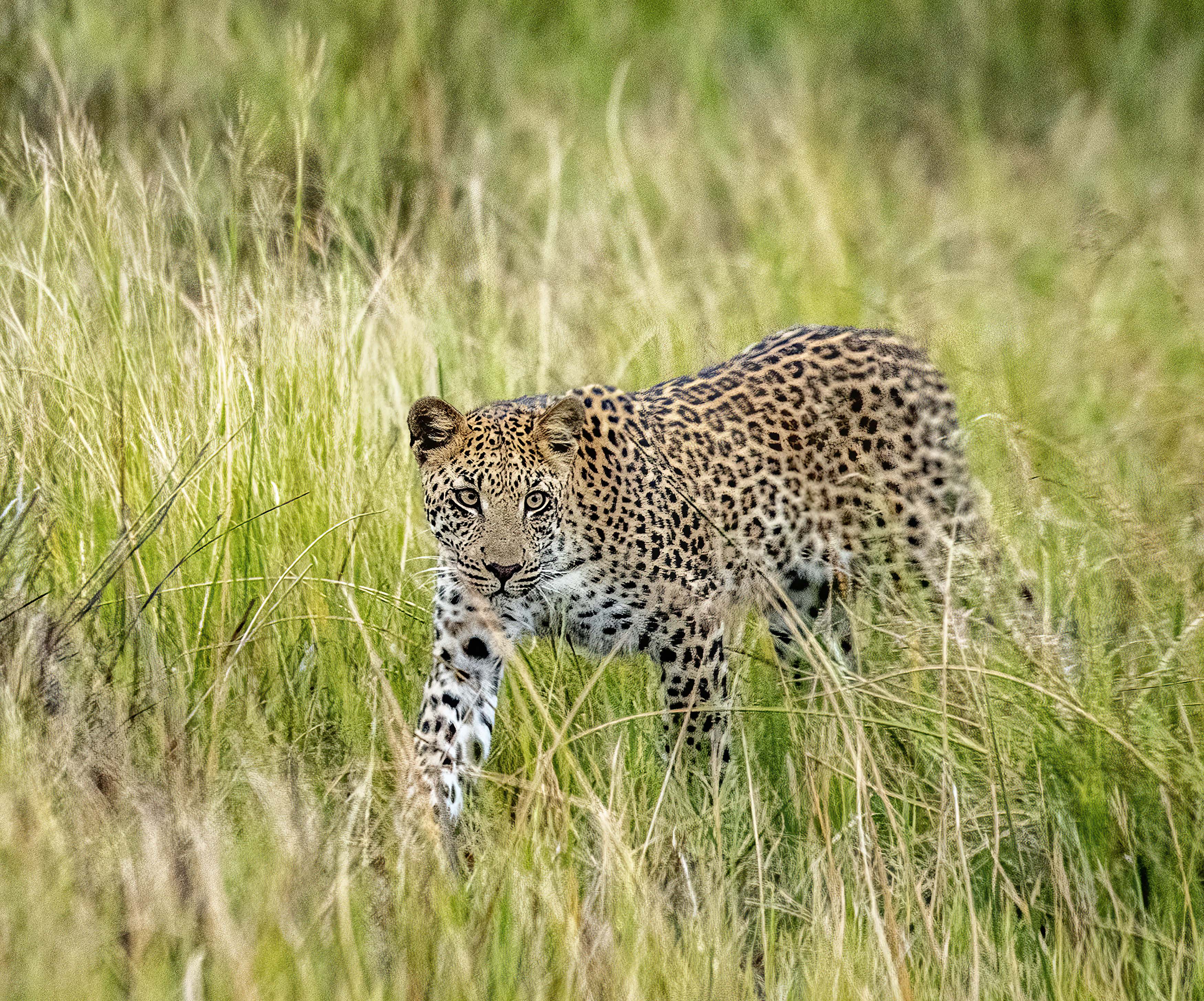 Leopards – The Carefree Photographer