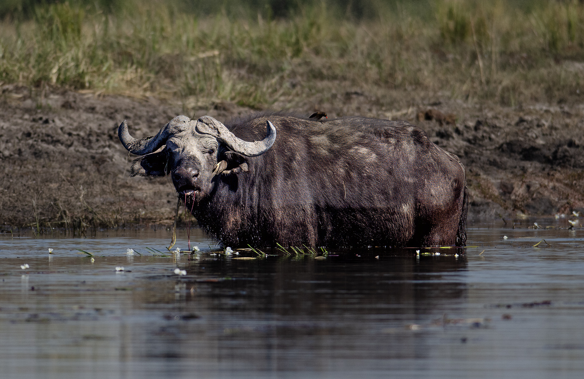 Cape Buffalo – The Carefree Photographer